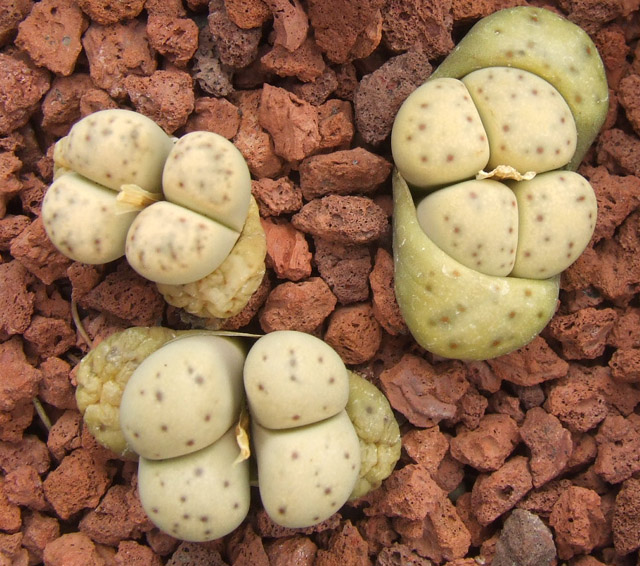Oz Lithops Home