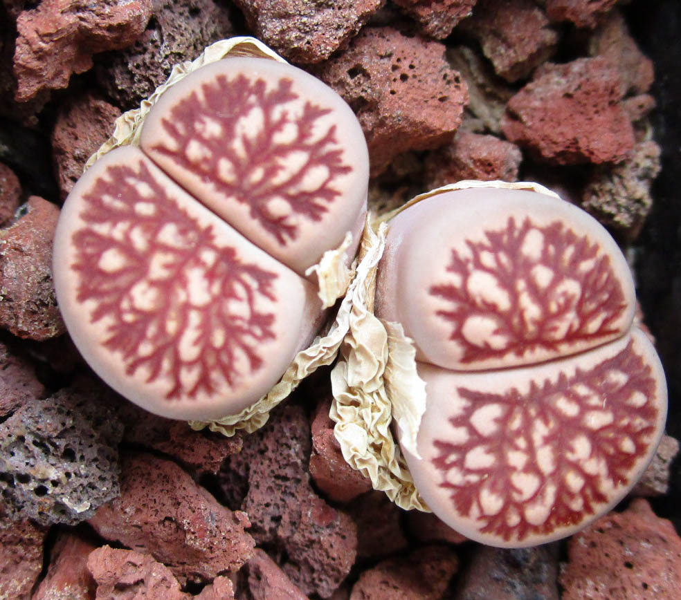 Oz Lithops Home